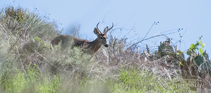 Seeing is believing: Quality optics for bowhunting - The Faithful Sportsman